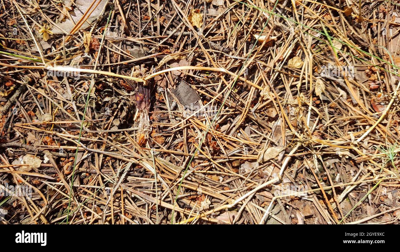 Beautiful dry grass on the ground background texture Stock Photo - Alamy