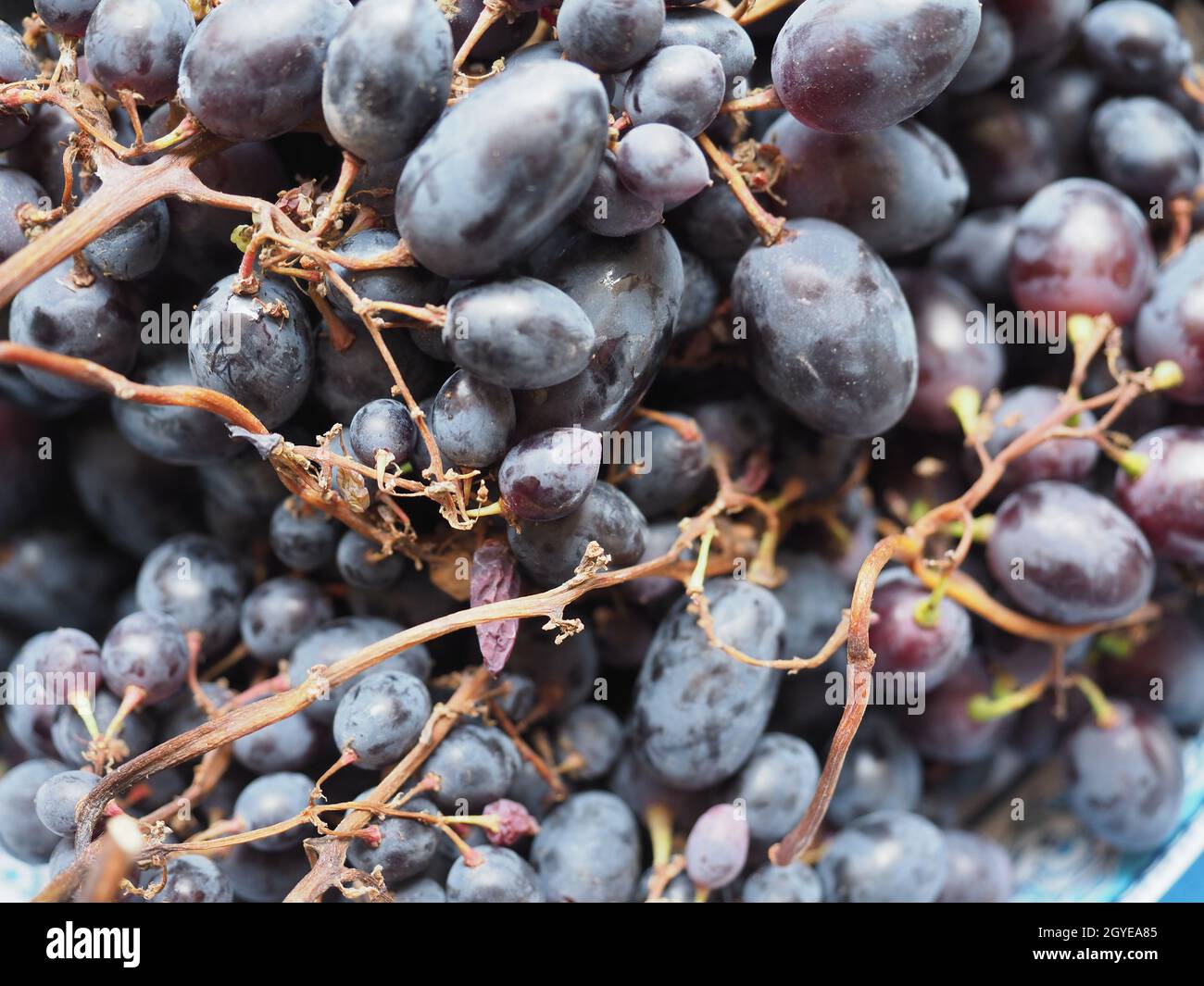red grape (scientific name Vitis vinifera) vegetarian fruit food Stock ...