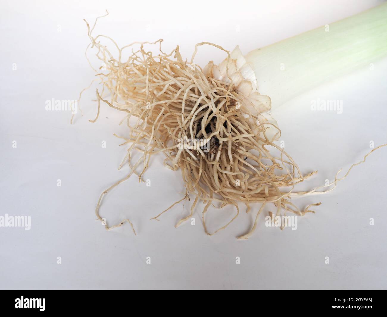 At a leek plant hi-res stock photography and images - Alamy