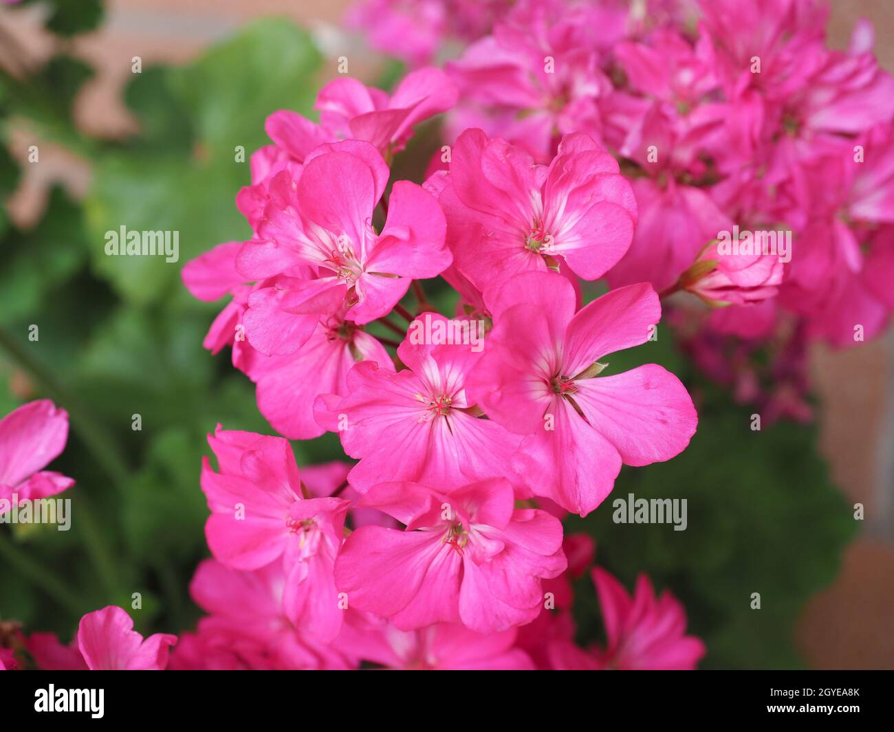 Geraniales hi-res stock photography and images - Alamy