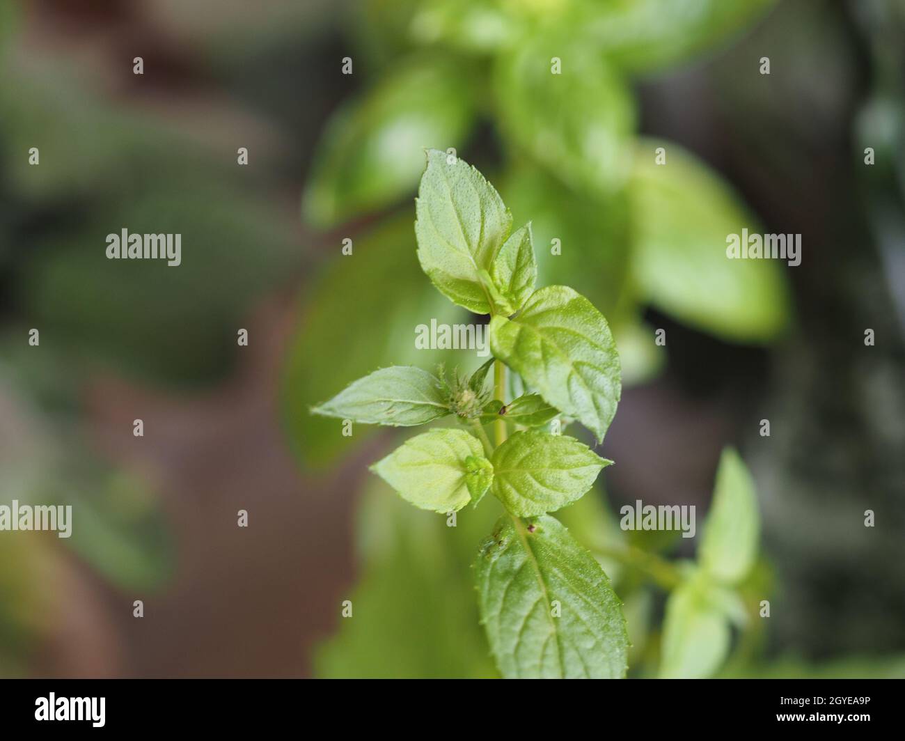peppermint (scientific name Mentha piperita) plant with blurred ...