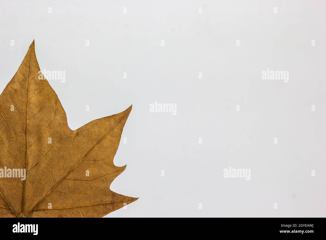 Smooth leaf edges hi-res stock photography and images - Alamy