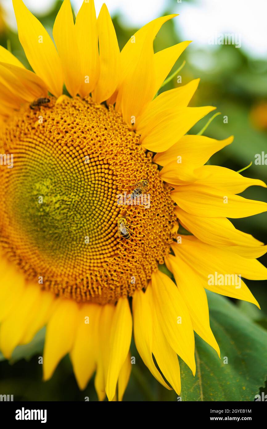 Bees bumblebee on sunflower field hi-res stock photography and images ...