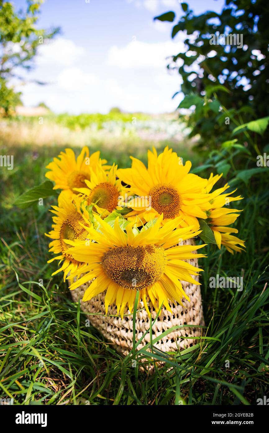 A bouquet of sunflowers lies in a straw bag on the green grass. Close ...