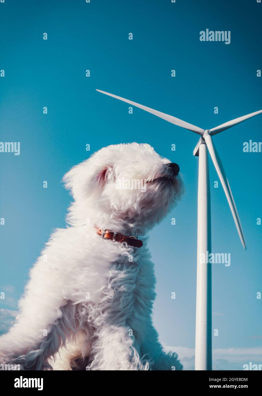 White dog and wind turbine in the wind Stock Photo - Alamy