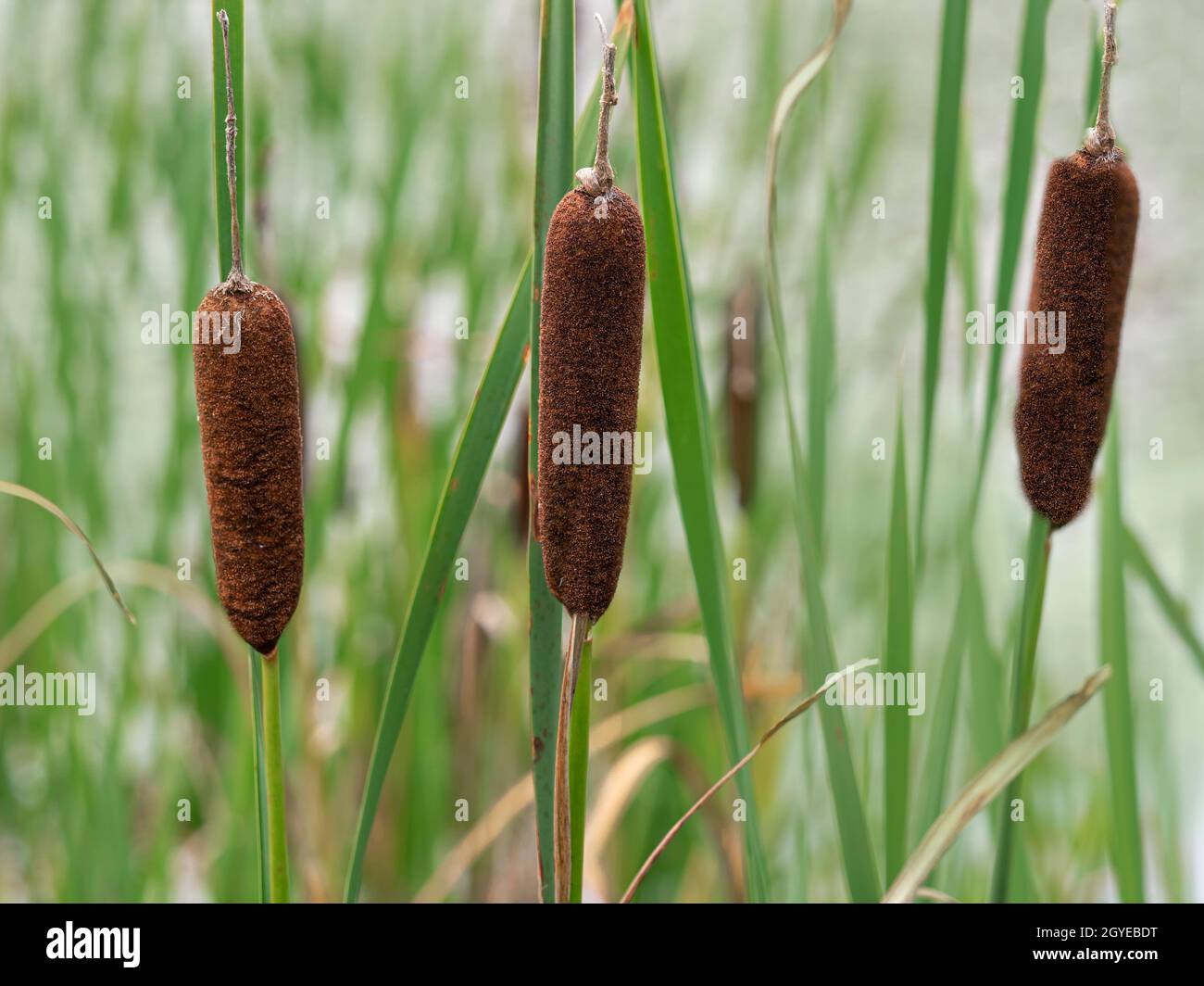 Closeup of three brown seedheads of the common bulrush, Typha latifolia ...