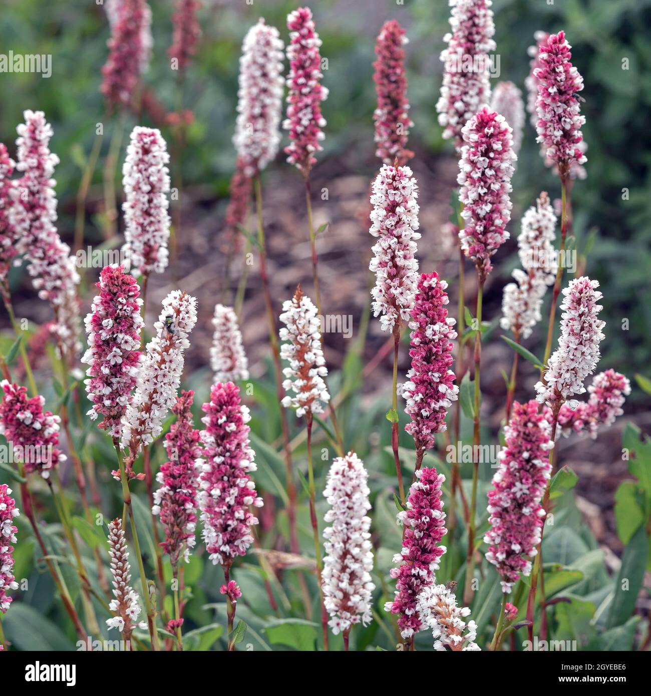 Persicaria affinis hi-res stock photography and images - Alamy