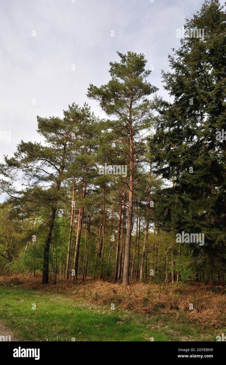 Communal forest of Saint-Pierre-Lès-Elbeuf Stock Photo - Alamy