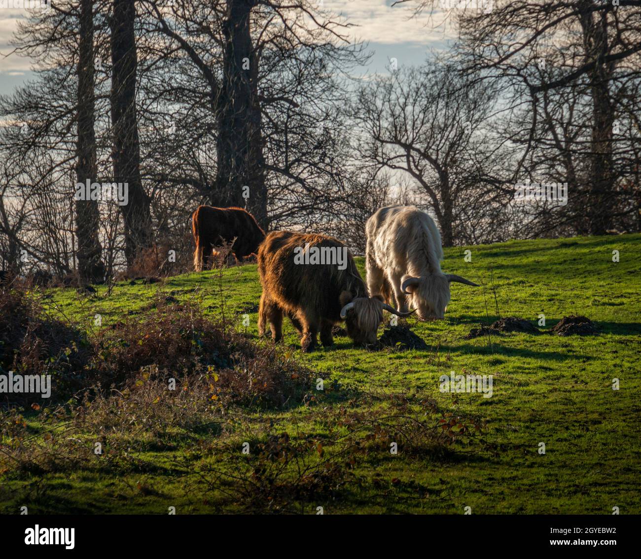 Highland Cows grazing in the Kent Countryside, UK Stock Photo - Alamy
