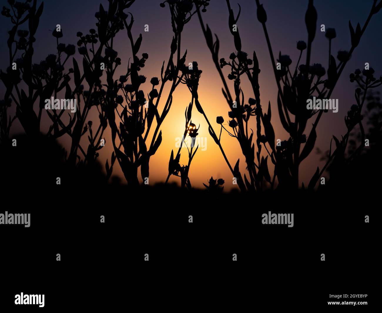 Moonlight in the night through the branches of trees. Lunar glow. Night ...