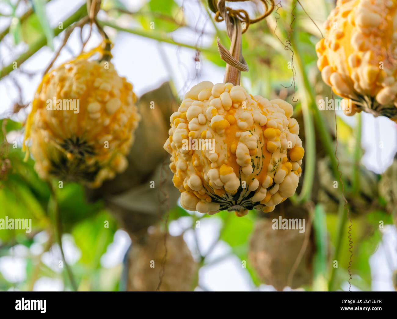 Yellow ornamental pumpkin fruit (warty pear gourd) hanging on its tree ...