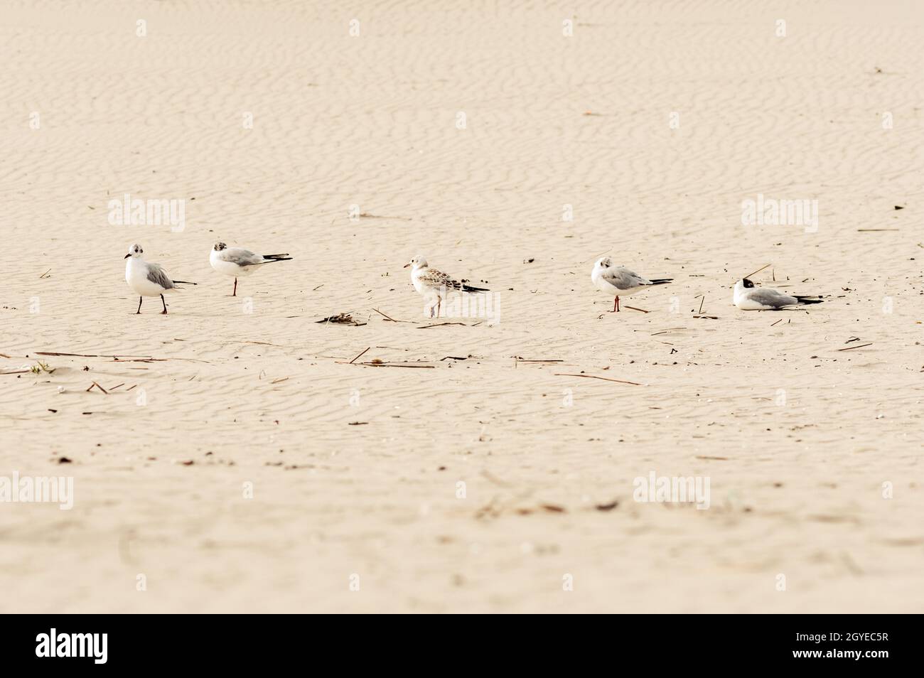 Birds in the sand Stock Photo - Alamy