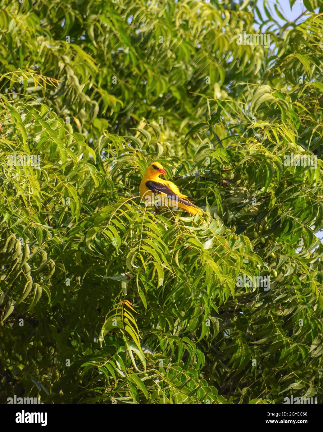 Yellow bird on the tree Stock Photo - Alamy