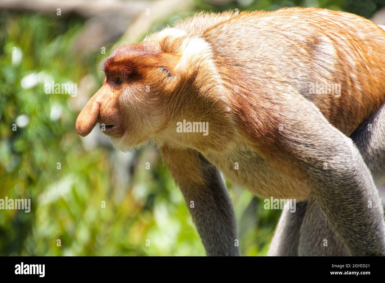 Nose monkey hi-res stock photography and images - Alamy