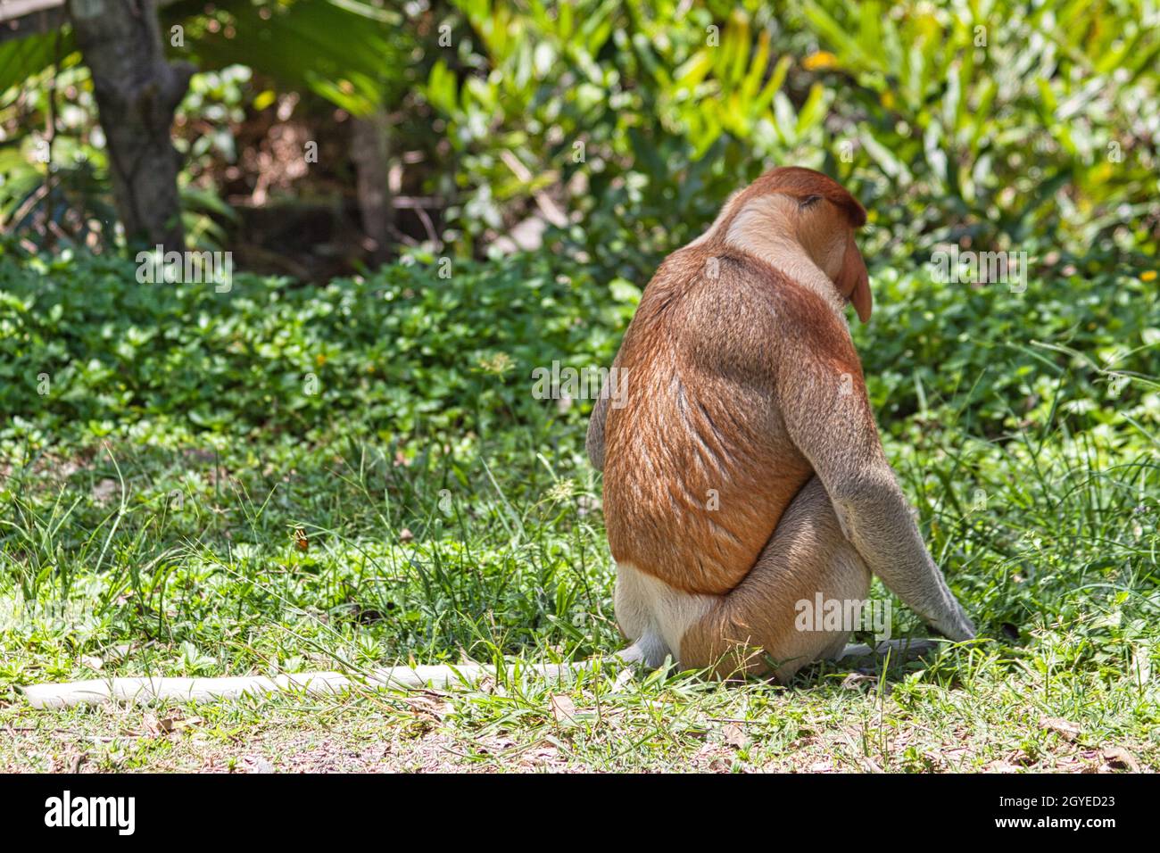 Nose monkey hi-res stock photography and images - Alamy