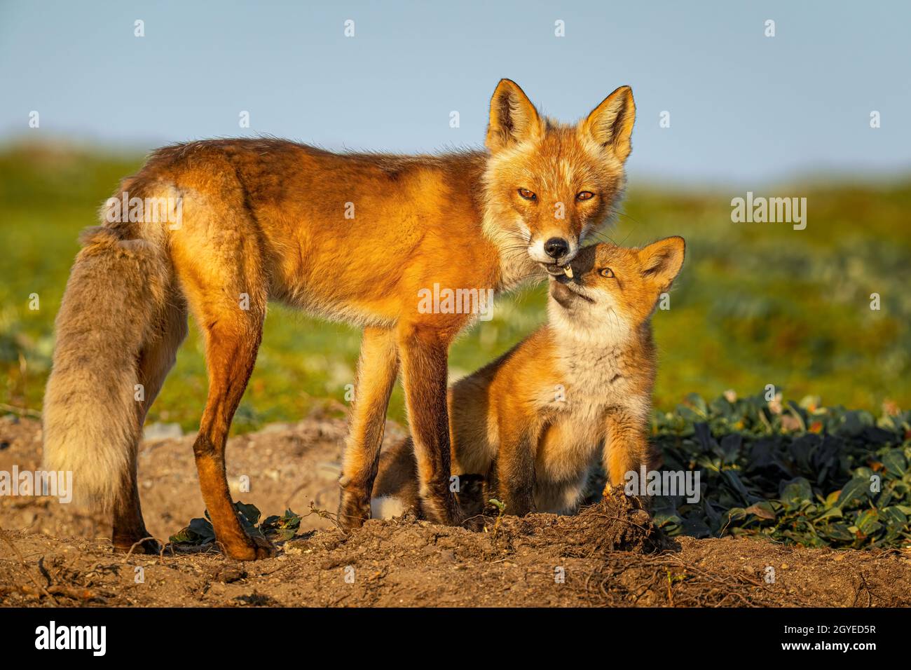 Fox with Kit Stock Photo - Alamy