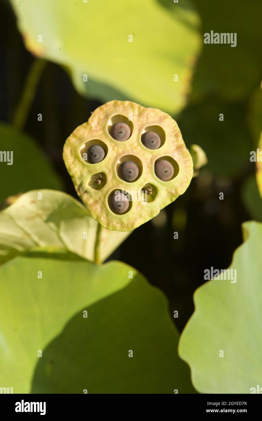 Sacred Lotus fruit with seeds at the Brooklyn Botanic Garden Stock ...