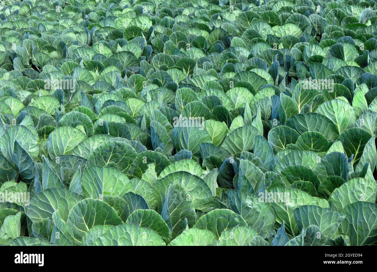 Kohlfelder hi-res stock photography and images - Alamy