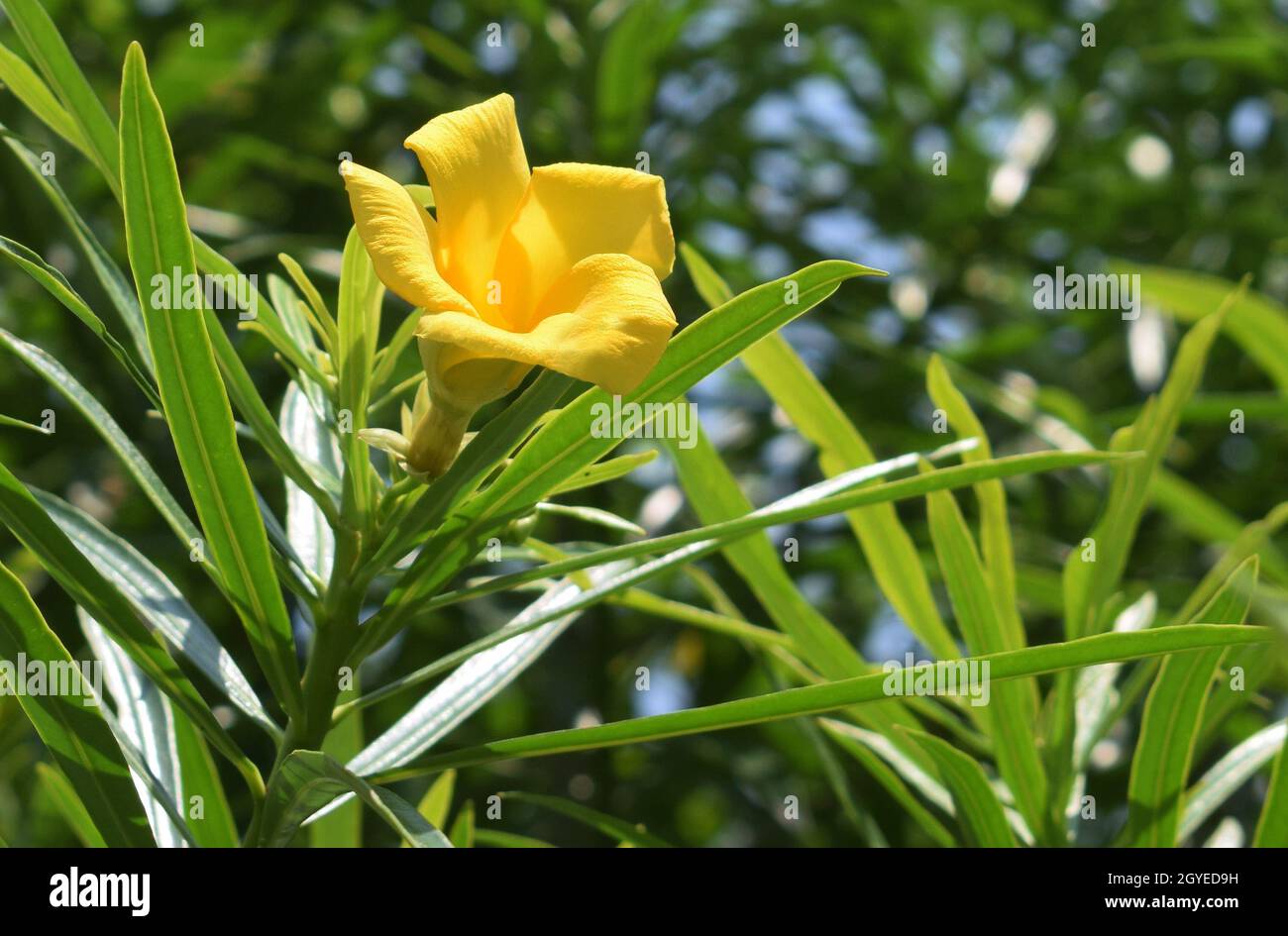 Yellow Oleander Flower Picture taken at Shankarpur Fishing Harbour ...