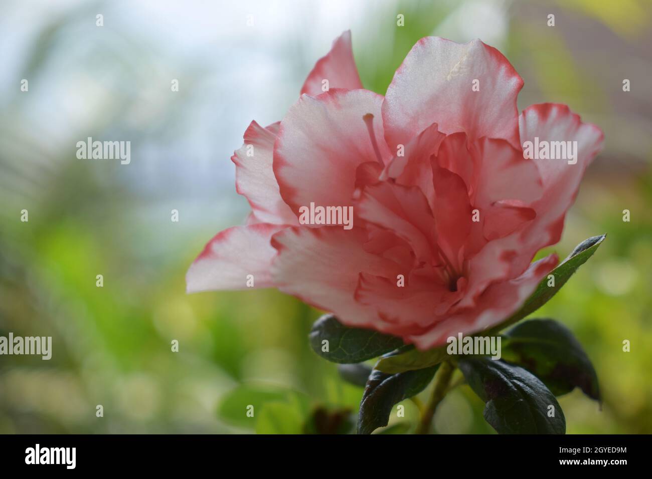 Garden Rose Flower Picture taken at Aritar, Sikkim, India Stock Photo ...