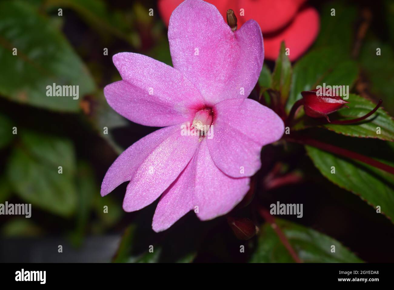 Busy Lizzie Flower Picture taken at Icchegaon, Kalimpong, West Bengal ...