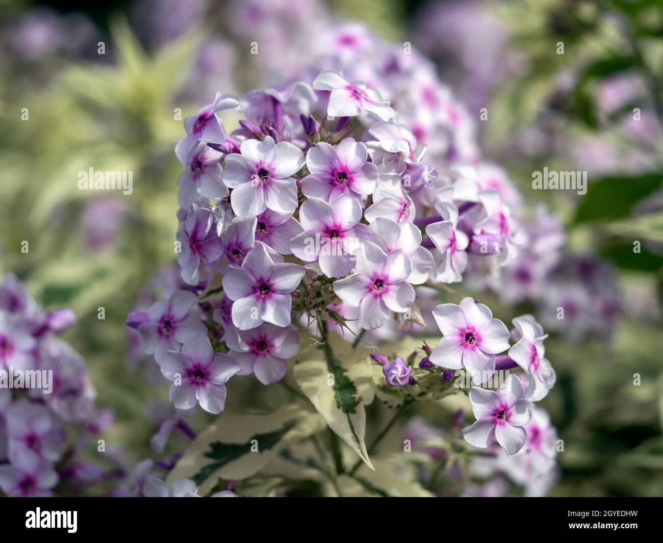 Closeup of the little pink and lilac flowers of Phlox paniculata Norah ...