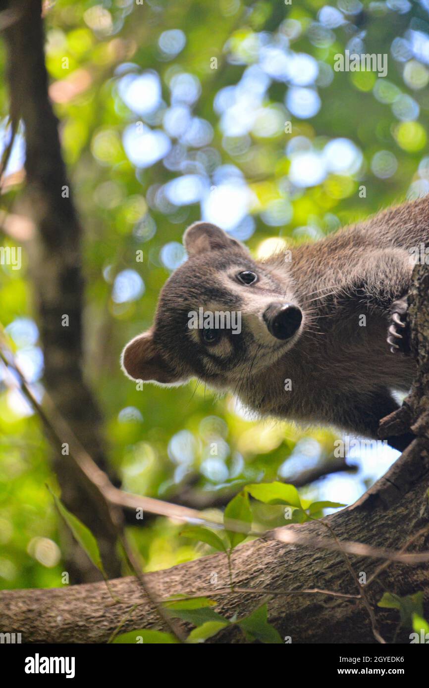 Coati among the tree branches in Quintana Roo, Mexico Stock Photo - Alamy