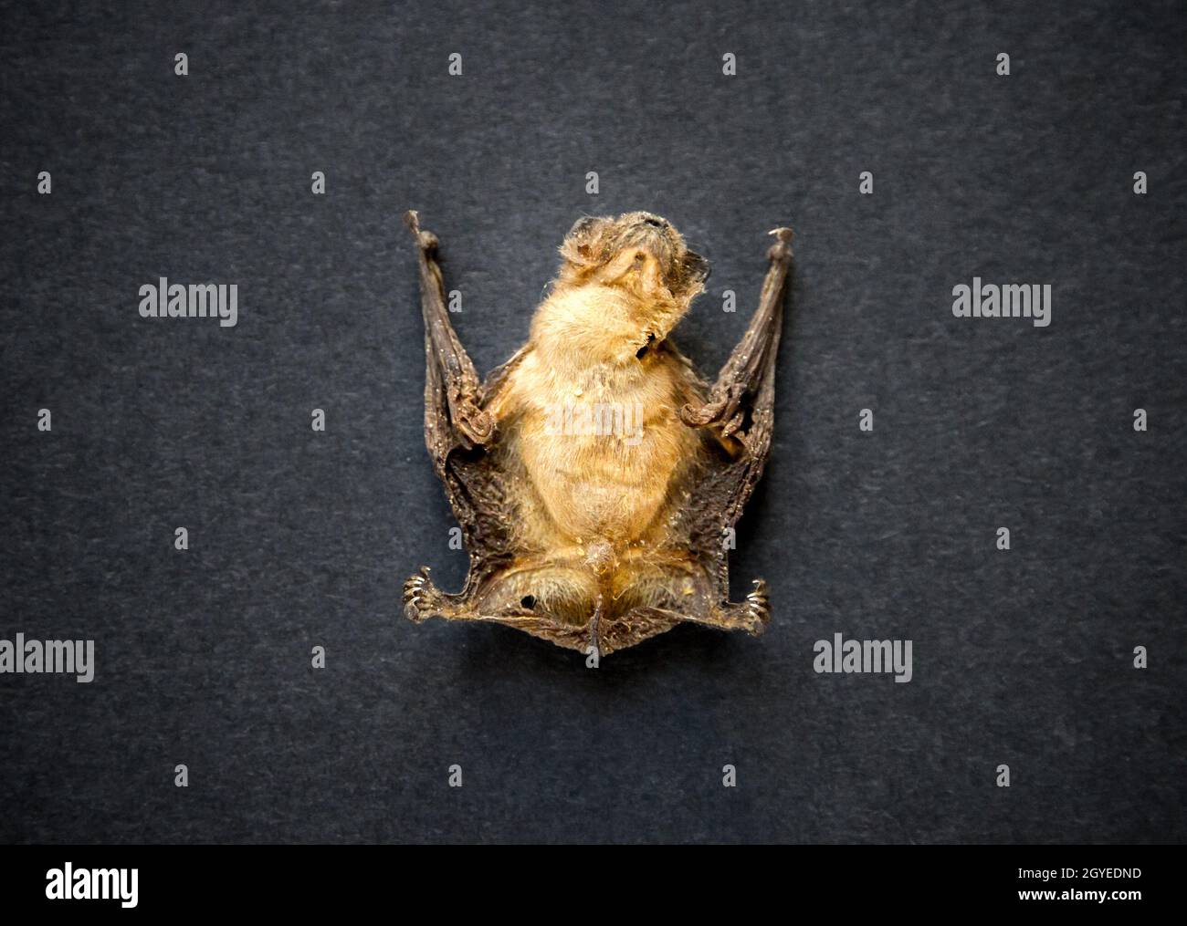 baby bat dried on a black background Stock Photo - Alamy