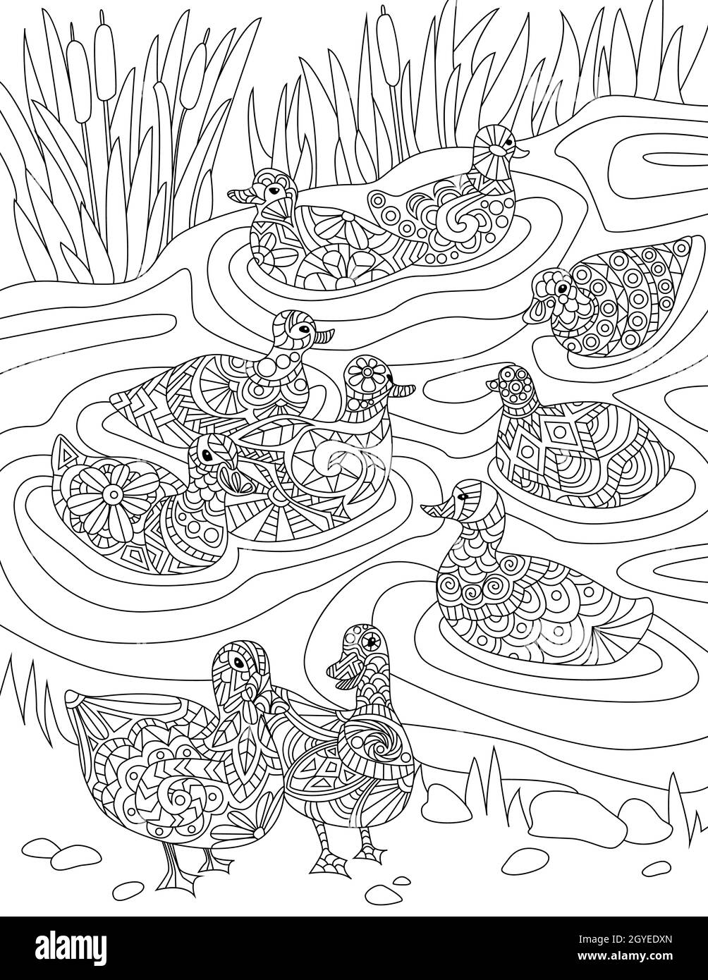 Flock Of Ducks Swimming In Pond Water Tall Grass Background Line ...