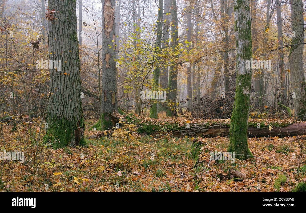 Misty morning in autumnal natural deciduous forest, Bialowieza Forest ...