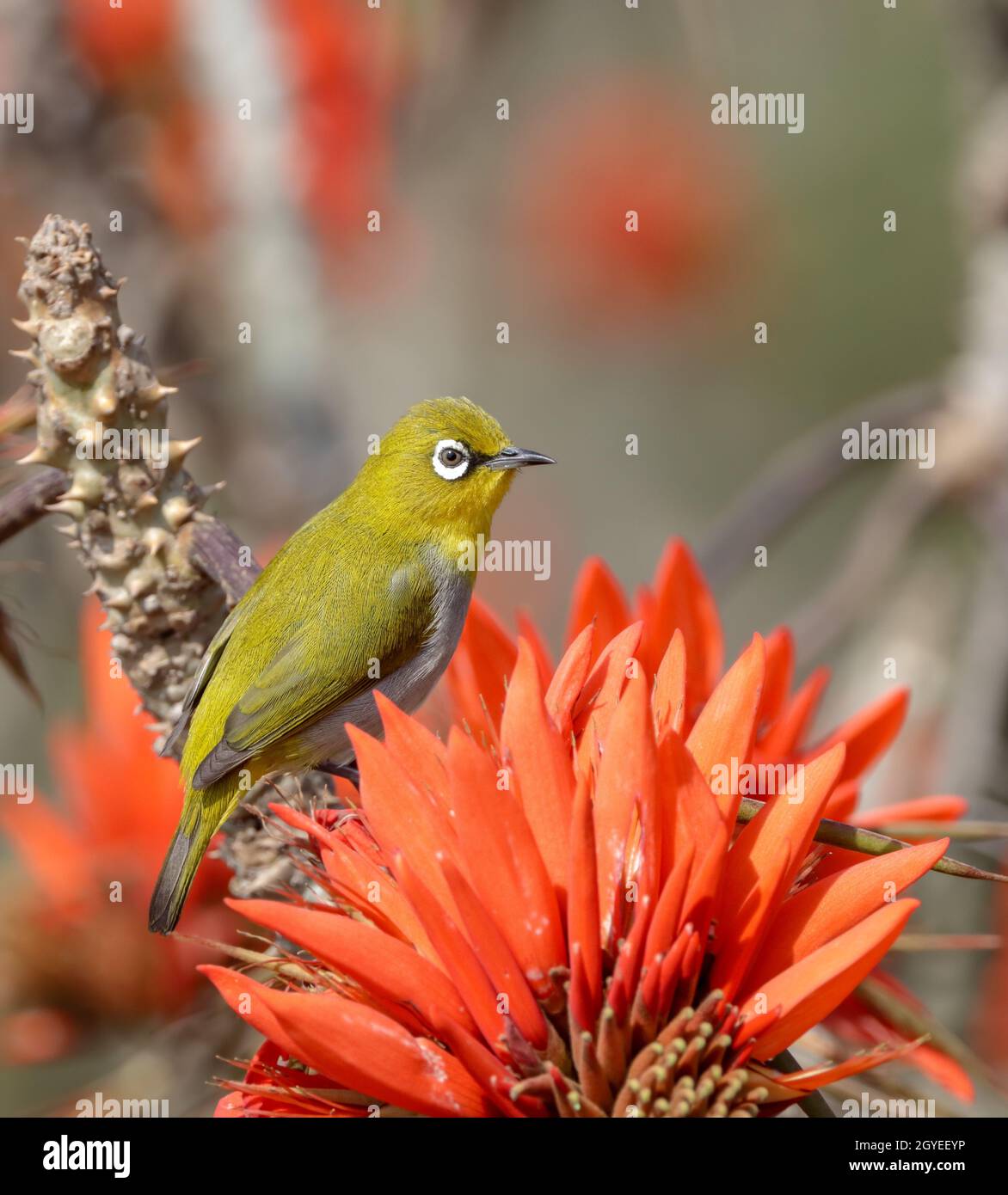 Indian white eye bird hi-res stock photography and images - Alamy