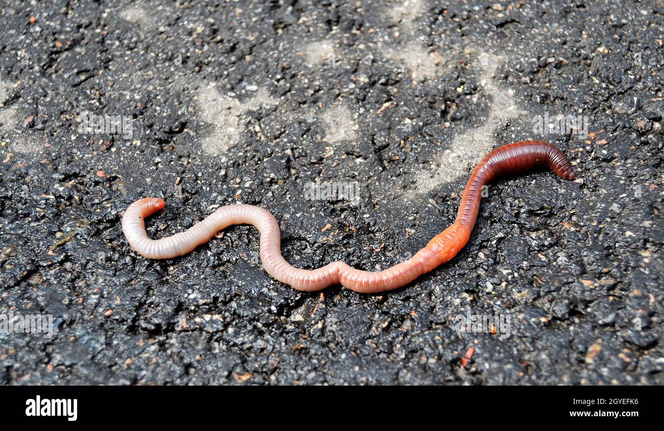 Animal earth worm isolated on hi-res stock photography and images - Alamy