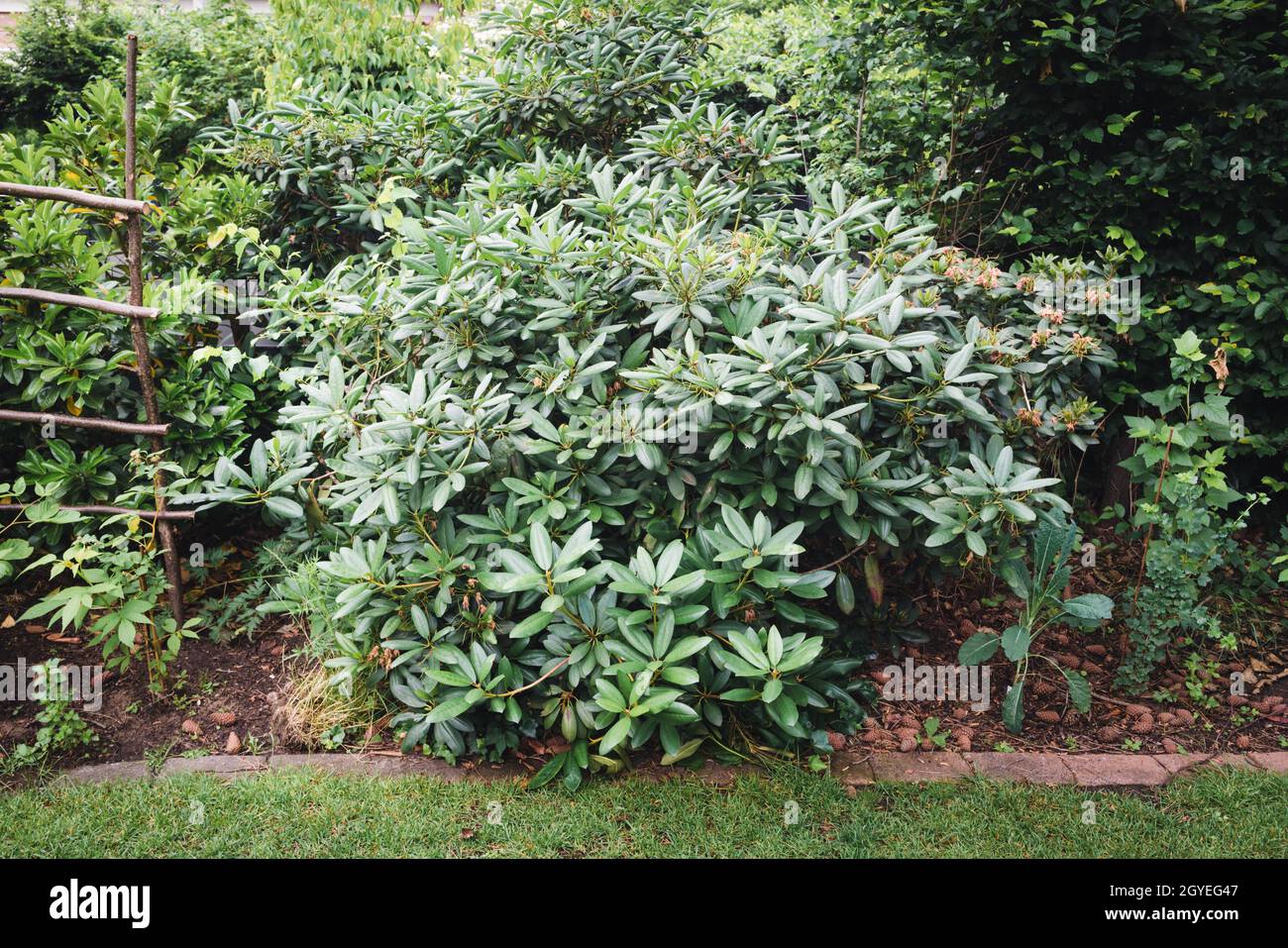 Big rhododendron shrub in the garden in a flower bed in the summer ...