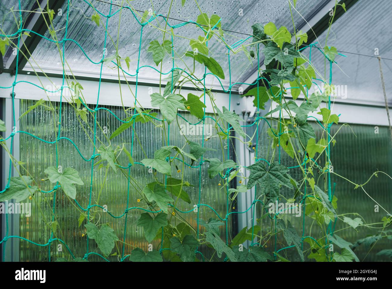 Growing cucumbers in a greenhouse with climbing aid nets Stock Photo ...
