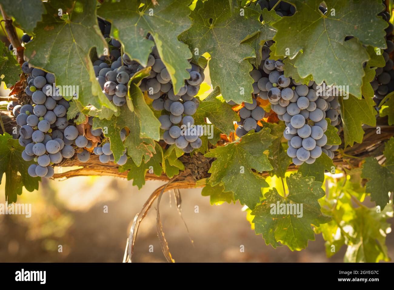 Beautiful lush wine grape hi-res stock photography and images - Alamy