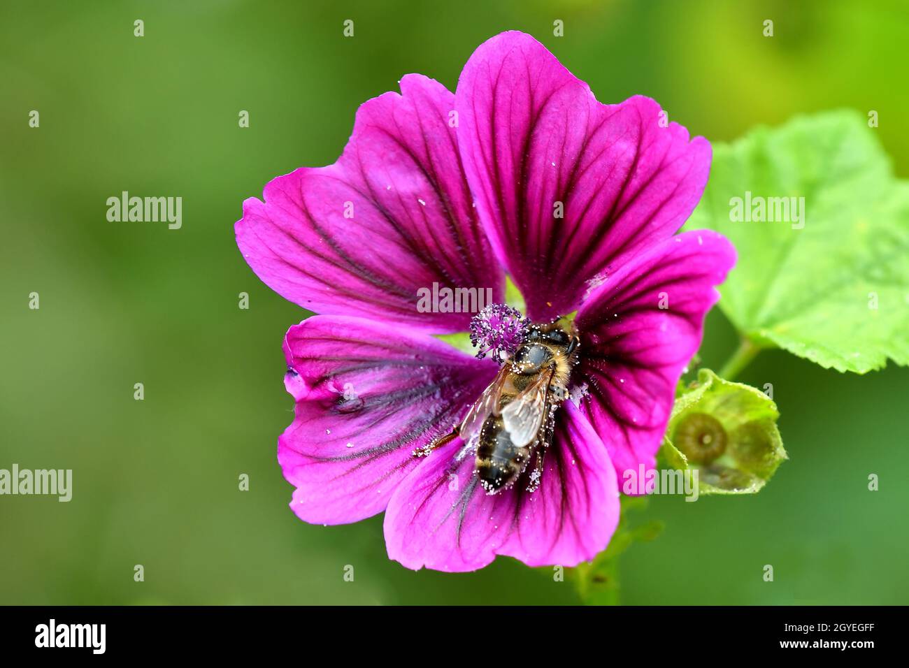 mallow, medicinal plant flower and bee Stock Photo - Alamy