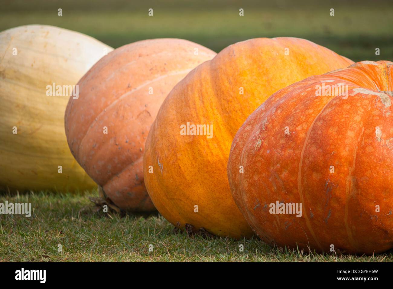Close-up of four different coloured large pumpkins in a diagonal line ...