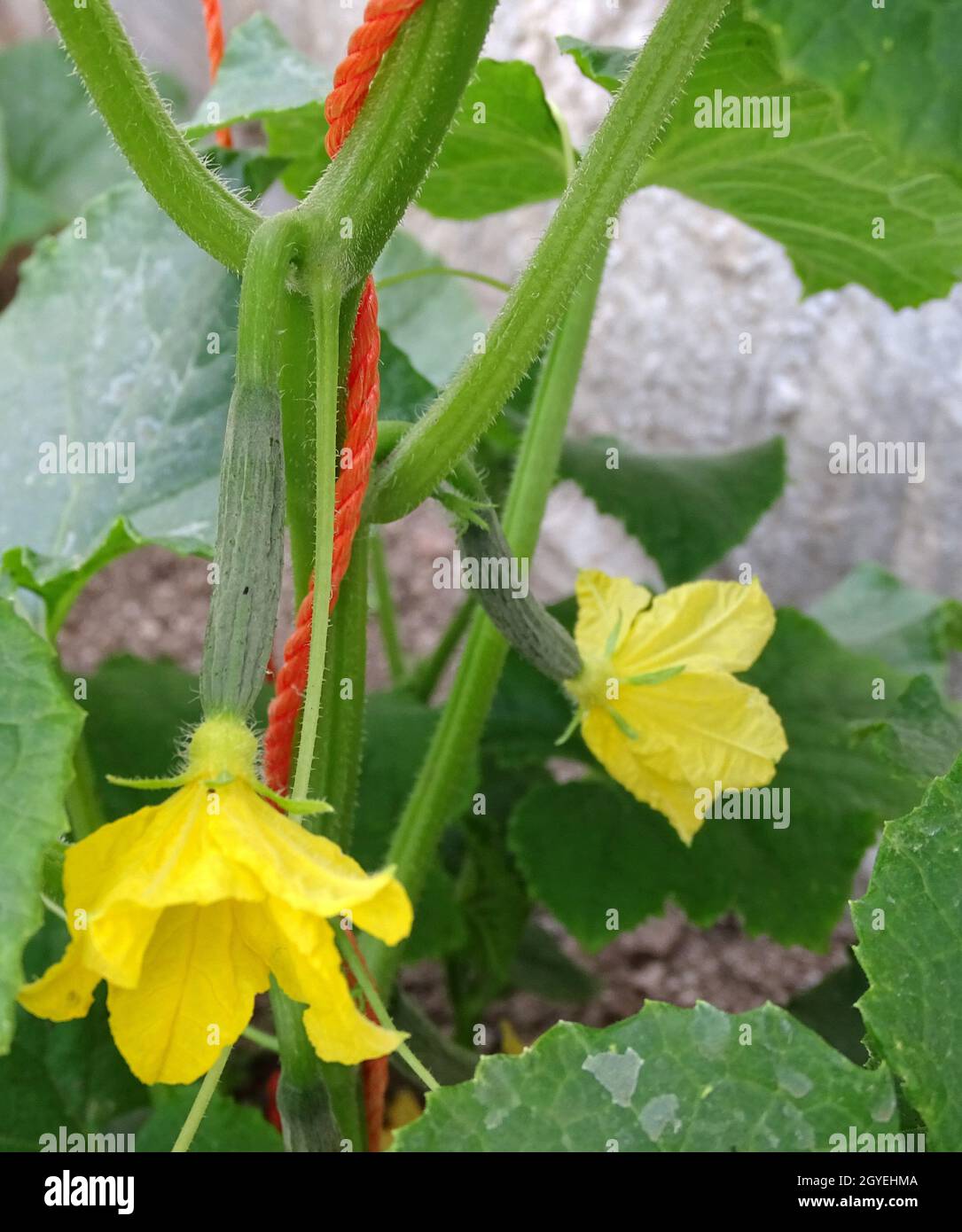 cucumber vine, tiny begins to grow cucumbers, cucumber plant during ...