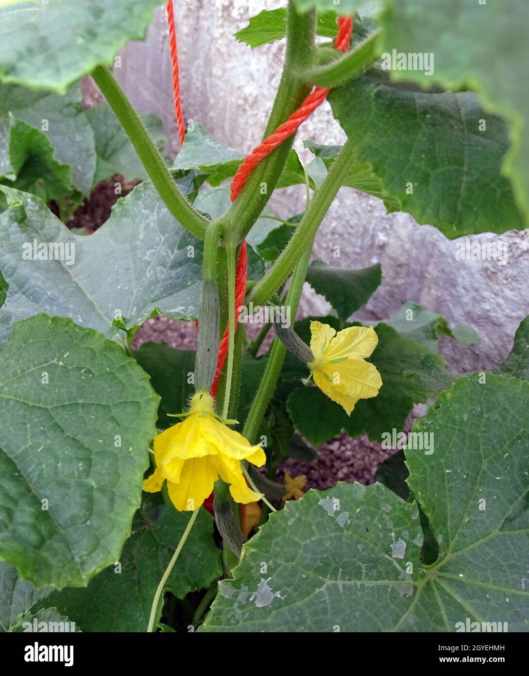 cucumber vine, tiny begins to grow cucumbers, cucumber plant during ...