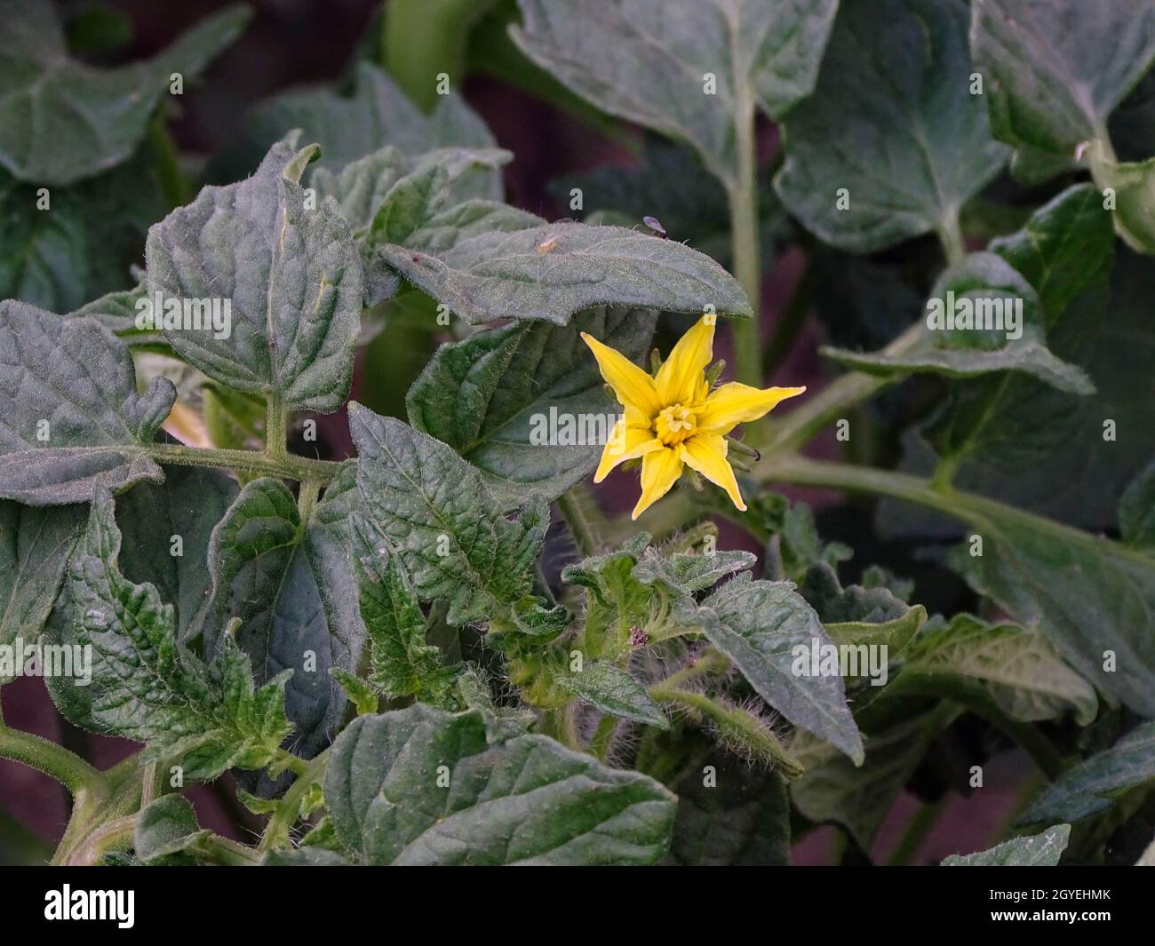 Closeup yellow blooming tomato flower hi-res stock photography and ...