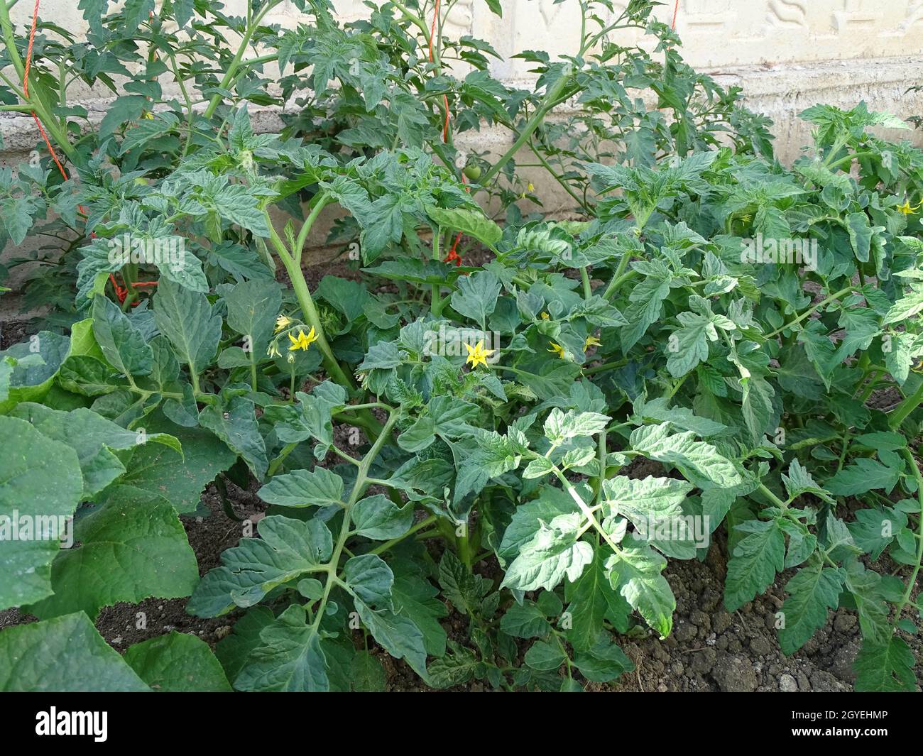 Closeup yellow blooming tomato flower hi-res stock photography and ...