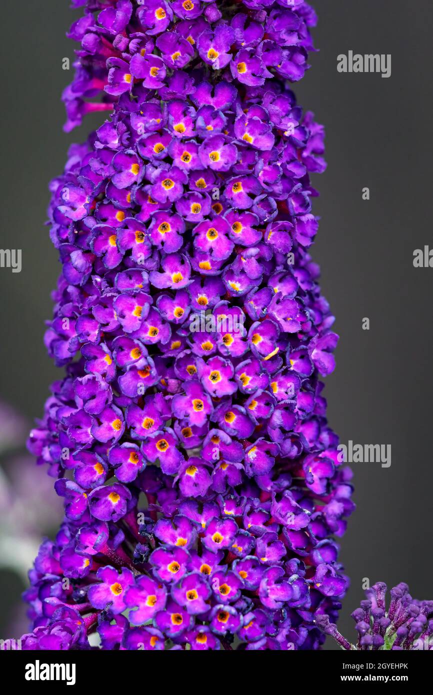 Buddleja davidii buddleia butterfly bush summer lilac hi-res stock ...