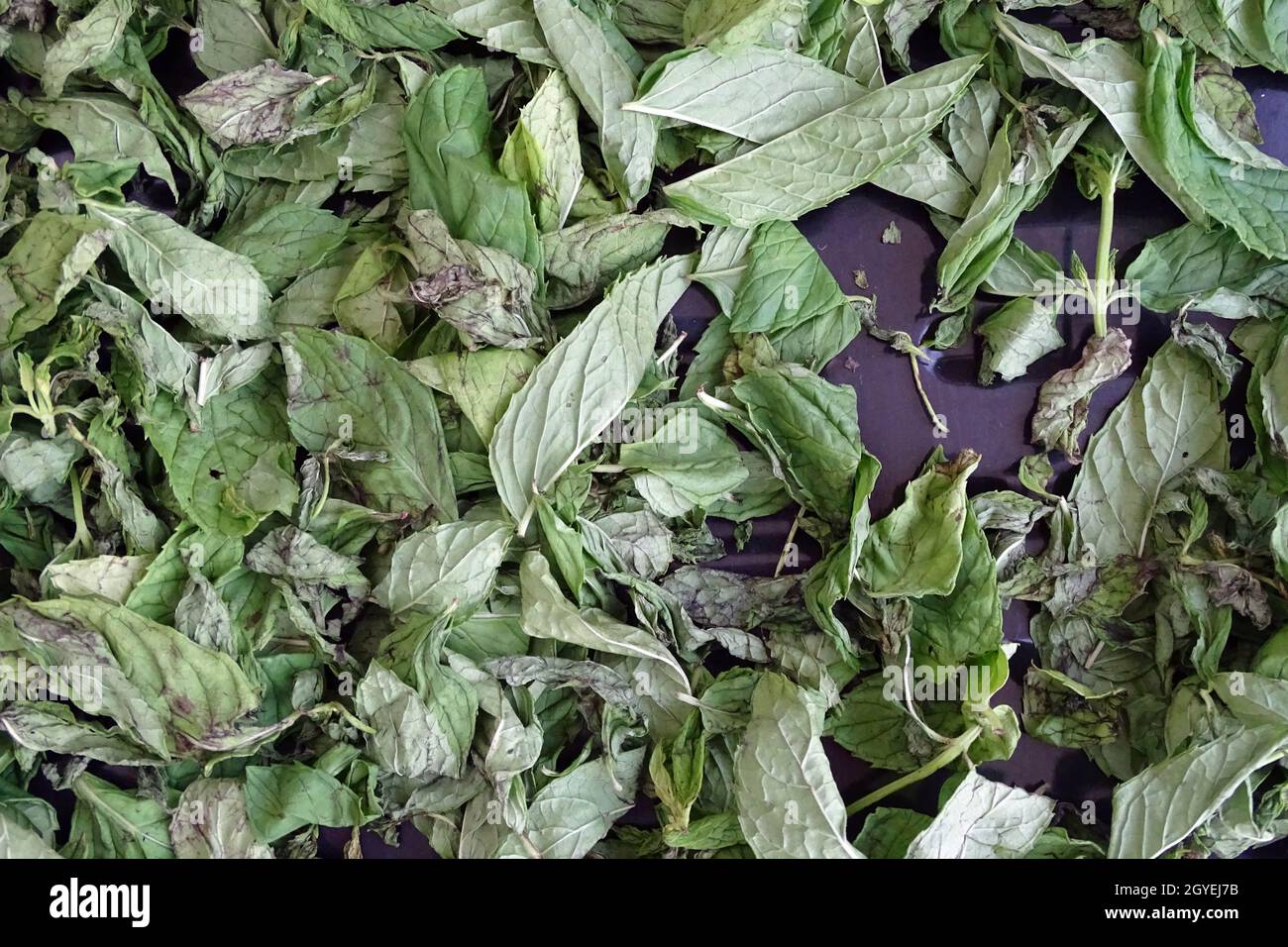 drying mint, drying mint in the sun, dried mints, drying healthy mint ...