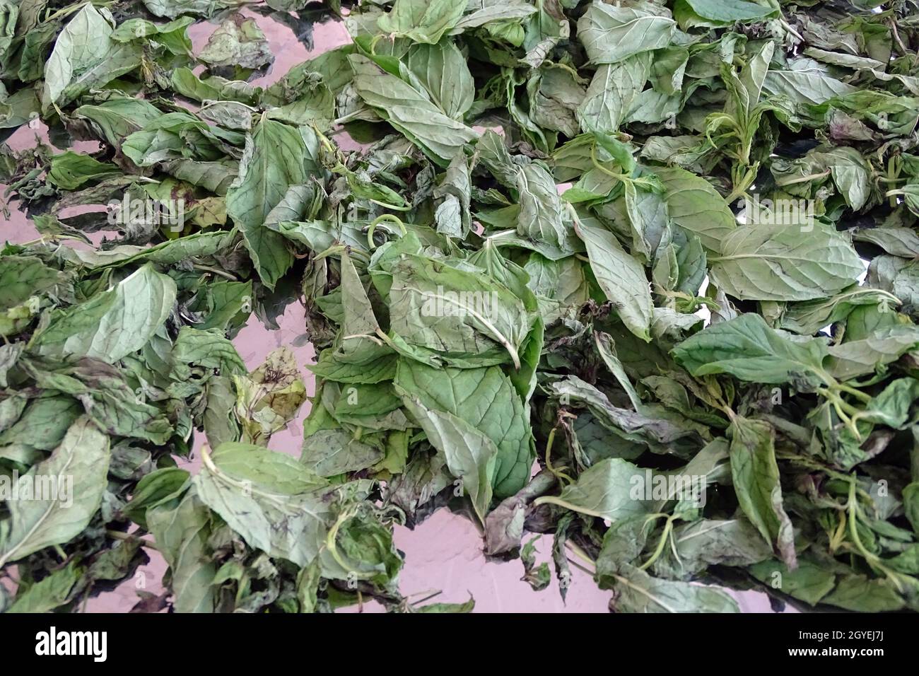 drying mint, drying mint in the sun, dried mints, drying healthy mint ...