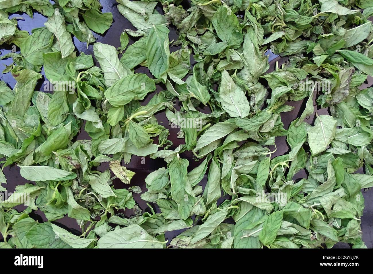 drying mint, drying mint in the sun, dried mints, drying healthy mint ...