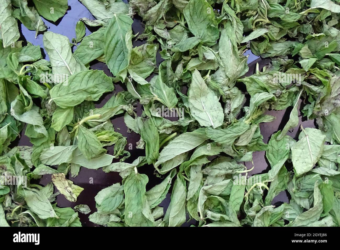 drying mint, drying mint in the sun, dried mints, drying healthy mint ...