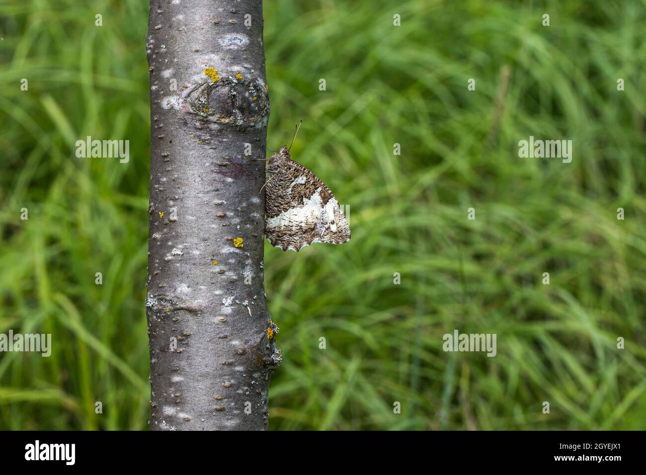Grayling butterfly thistle hi-res stock photography and images - Alamy