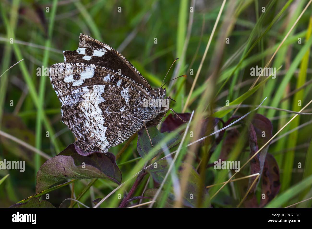 Grayling butterfly thistle hi-res stock photography and images - Alamy