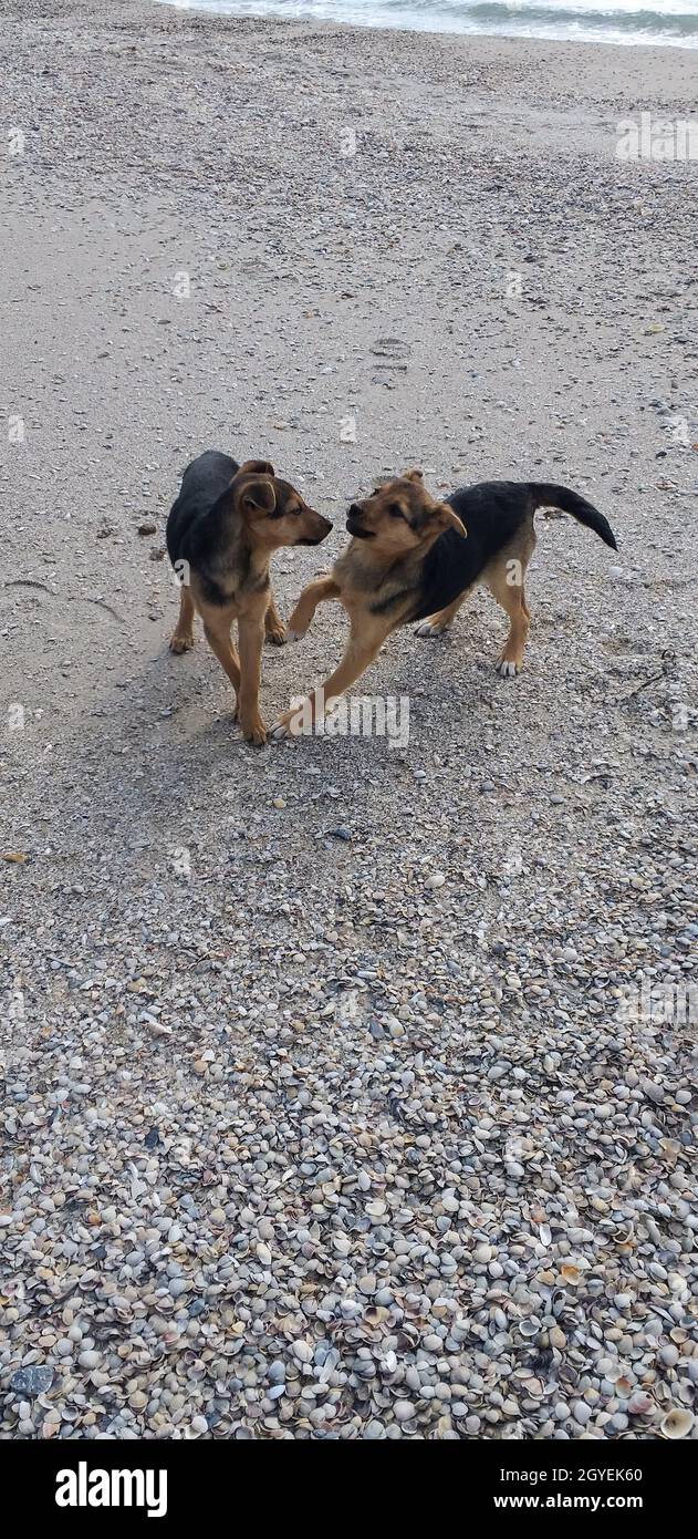 two young dogs playing on a sandy beach Stock Photo - Alamy