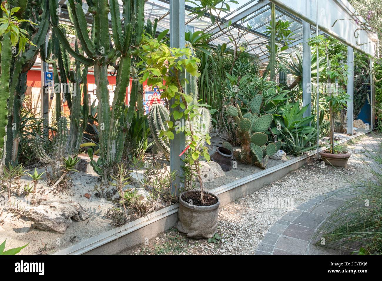 Various cactus in a glass greenhouse for protection Stock Photo - Alamy